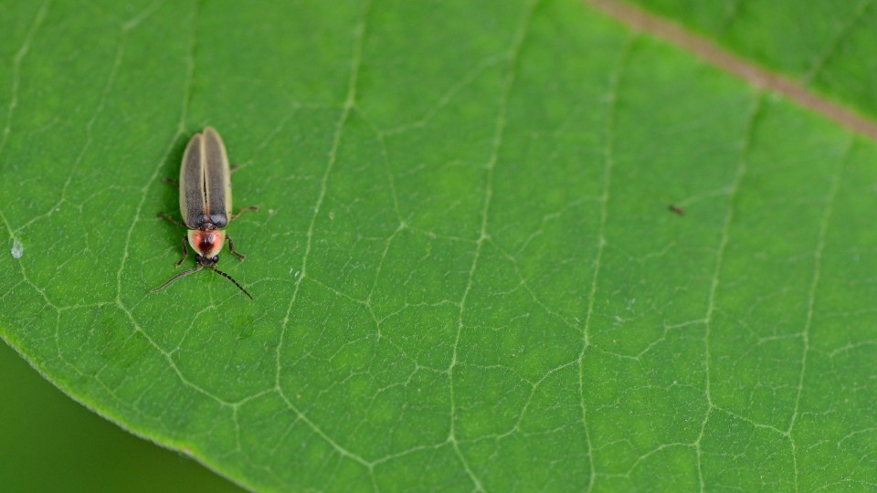 C'est un été fou pour les lucioles, voici pourquoi! | Articles | Les as ...